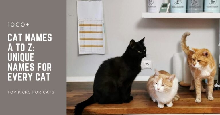 Cat Names A to Z: 1000+ Unique Names for Every Cat - Catify Next