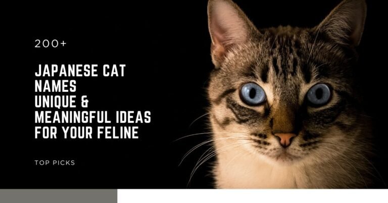 Japanese Cat Names: 200+ Cute & Meaningful Ideas - Catify Next